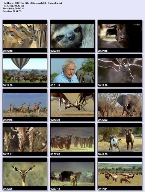 BBC – The Life of Mammals | Movies, Sofware, ... free for you