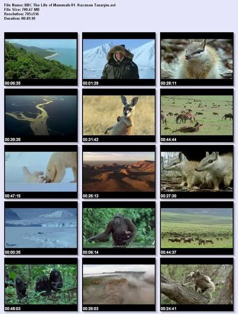 BBC – The Life of Mammals | Movies, Sofware, ... free for you