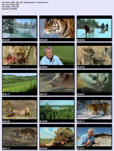 BBC – The Life of Mammals | Movies, Sofware, ... free for you