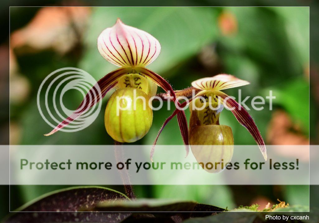 Paphiopedilum canhii with 2 flowers | Slippertalk Orchid Forum