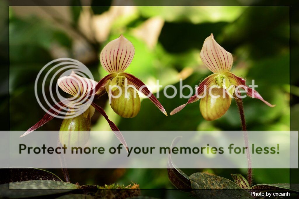 Paphiopedilum canhii with 2 flowers | Slippertalk Orchid Forum