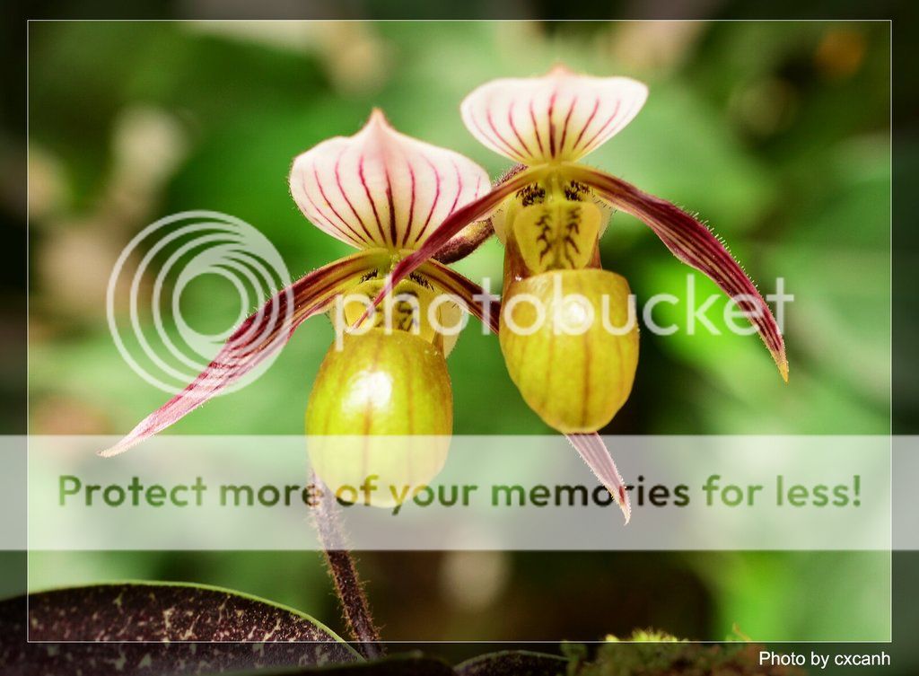Paphiopedilum canhii with 2 flowers | Slippertalk Orchid Forum