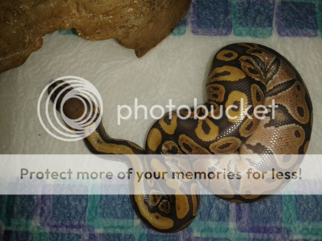 RH line ghost clutch | Reptile Forums